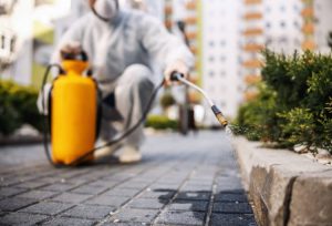 5 Ways To Use Eco-Friendly Pest Control In Your Home